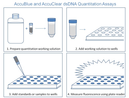 AccuBlue, AccuClear and AccuGreen dsDNA quantitation kits - Biotium