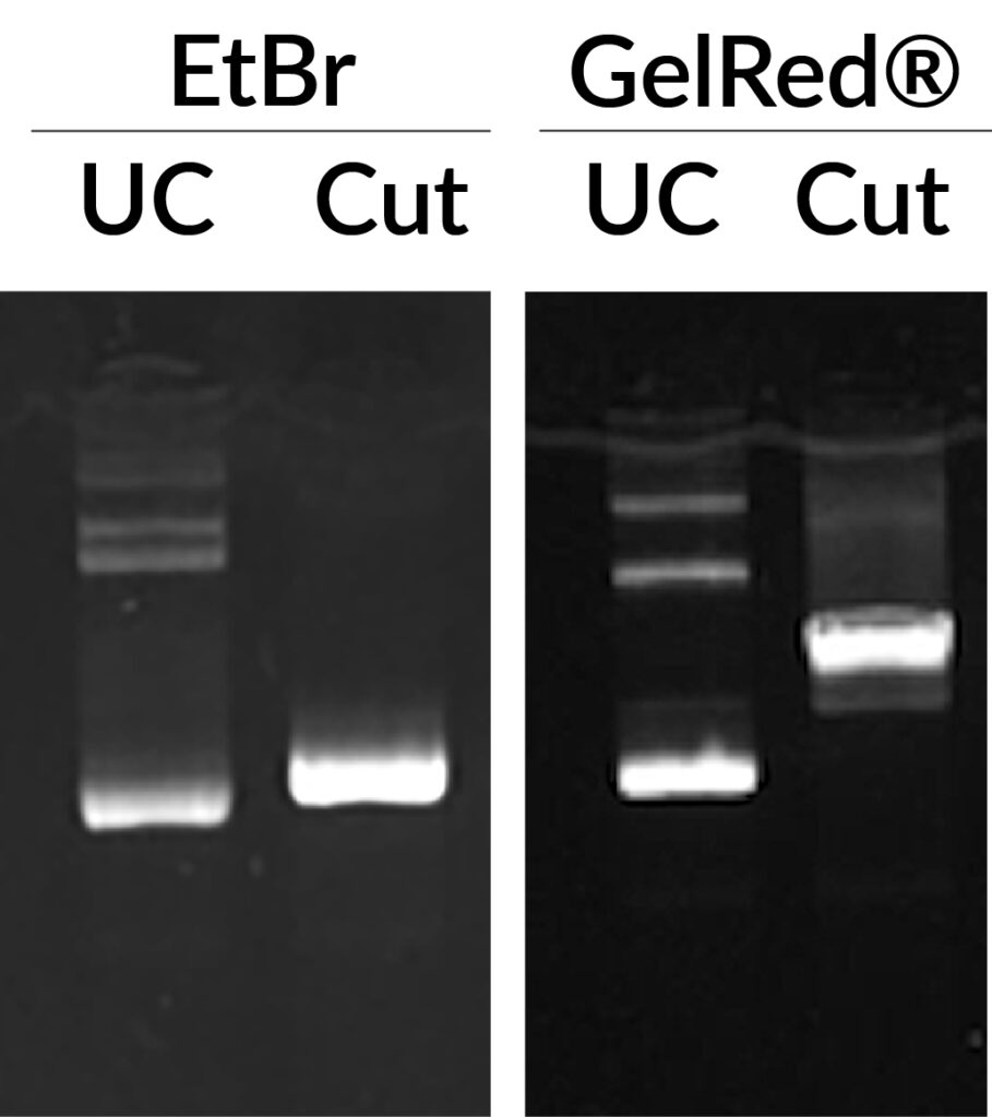 GelRed® Prestain Plus 6X DNA Loading Dye - Biotium