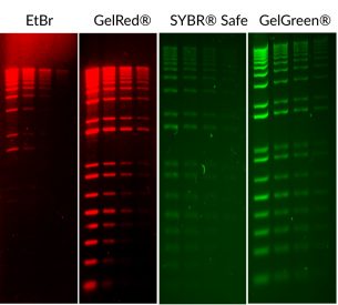 GelGreen® Nucleic Acid Gel Stain - Biotium