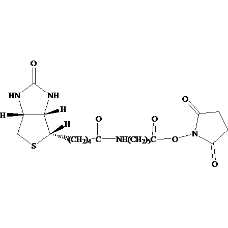 Biotin-X, succinimidyl ester - Biotium