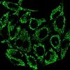 Fluorescent Cell Stains for Organelles & Cellular Structures | Biotium