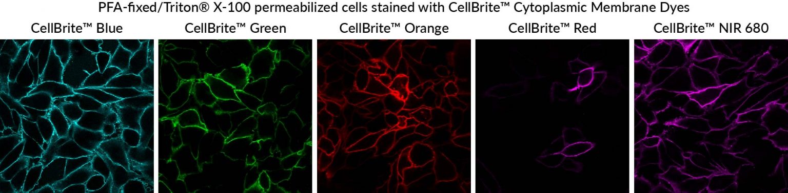 CellBrite® Cytoplasmic Membrane Dyes - Biotium