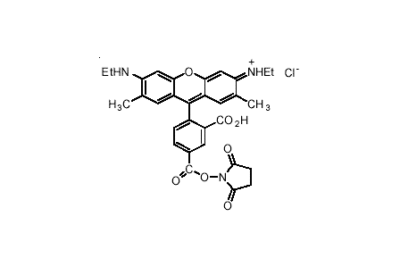 Carboxyrhodamine 6G succinimidyl ester, 5-isomer | Biotium