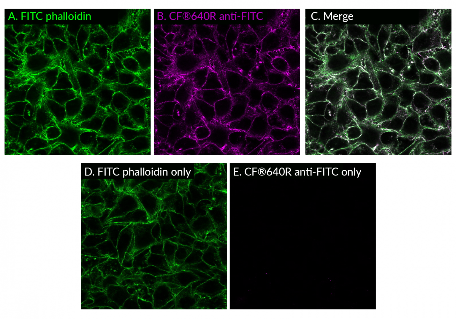 Fluorescein (FITC) Monoclonal Mouse Antibody (1F8.1E4) - Biotium