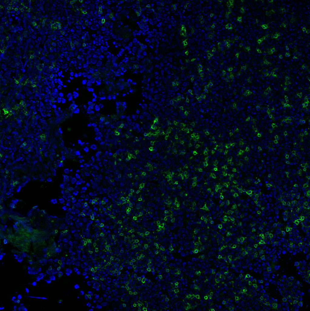 CD3e Monoclonal Mouse Antibody (RIV9) - Biotium