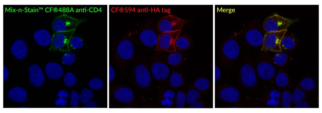 HA (Hemagglutinin Tag) Polyclonal Rabbit Antibody - Biotium