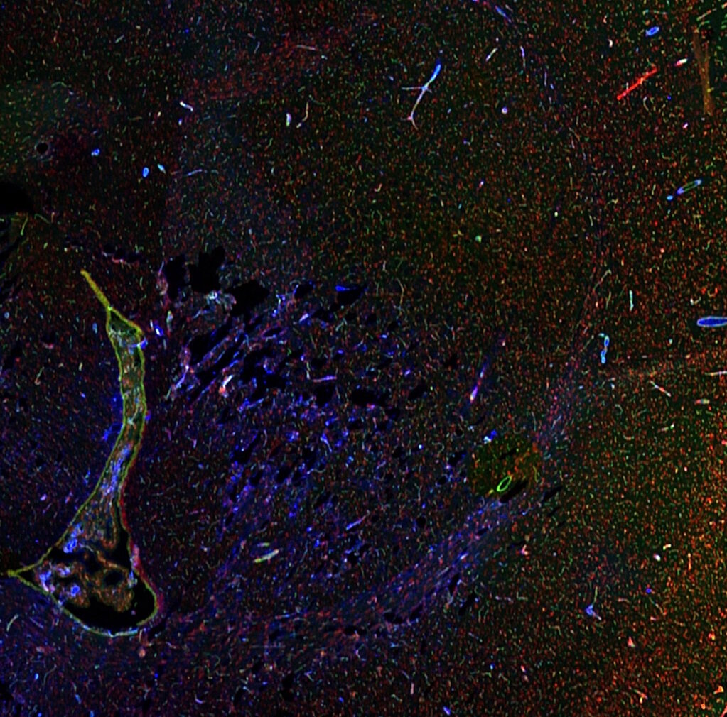 CF® Dye Tyramide - Biotium