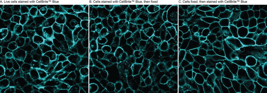 CellBrite® Cytoplasmic Membrane Dyes - Biotium