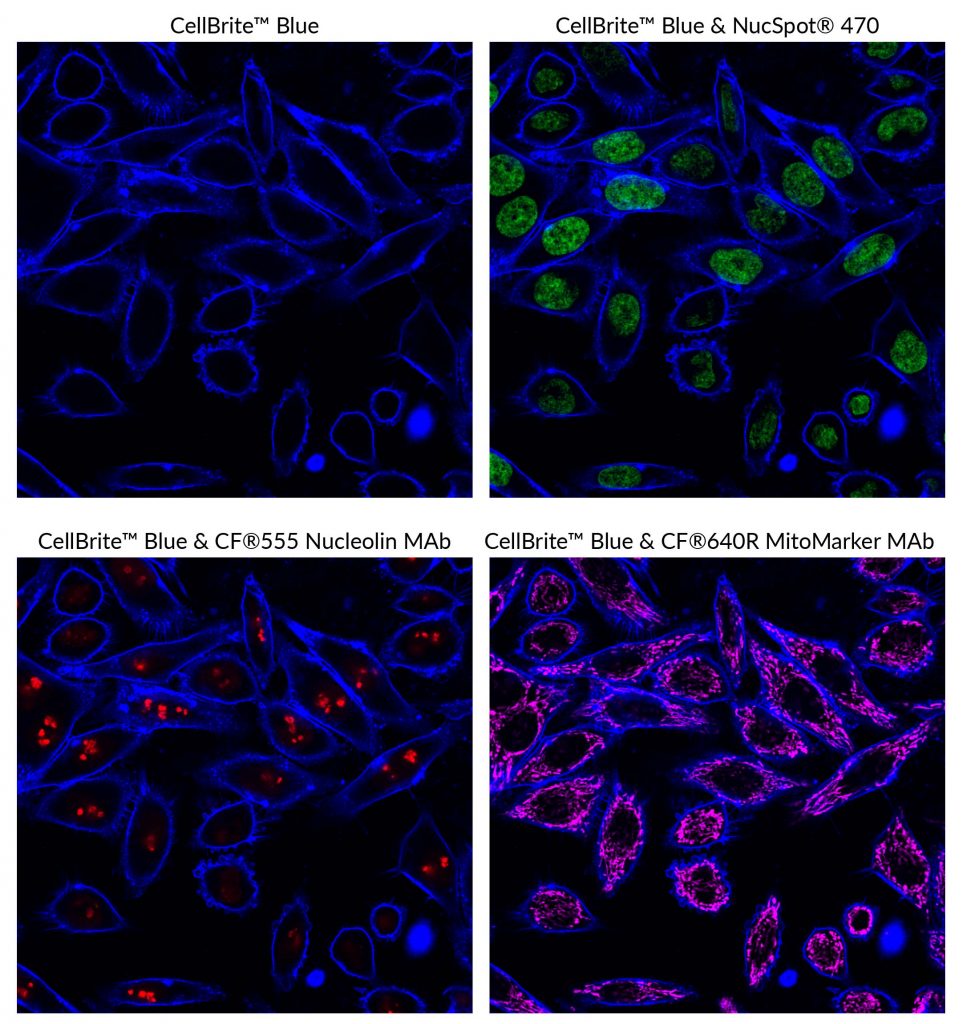 CellBrite® Cytoplasmic Membrane Dyes - Biotium