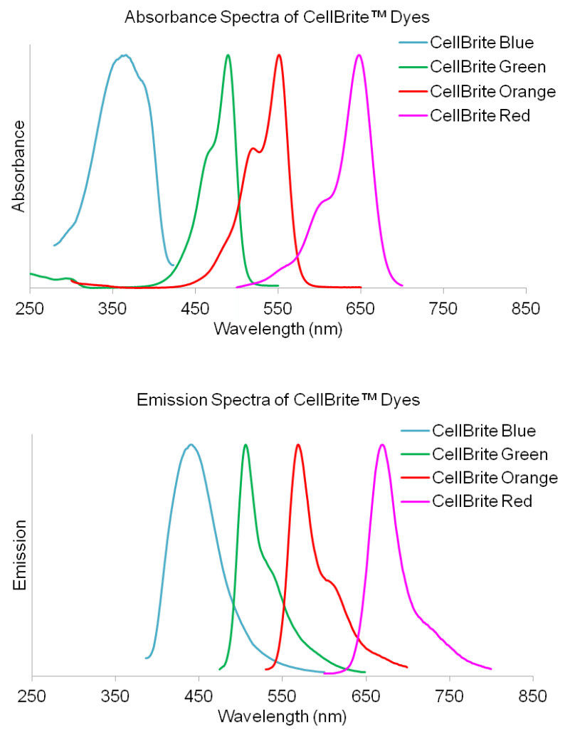 CellBrite® Cytoplasmic Membrane Dyes - Biotium