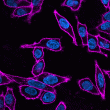 Wheat Germ Agglutinin (WGA) Conjugates - Biotium