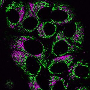 Fluorescent Cell Stains for Organelles & Cellular Structures | Biotium