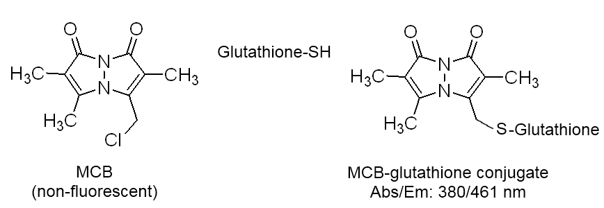 MCB Glutathione Detection Kit | Biotium