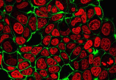 Wheat Germ Agglutinin (WGA) Conjugates | Biotium