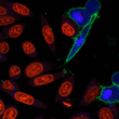Fluorescent Cell Stains for Organelles & Cellular Structures | Biotium
