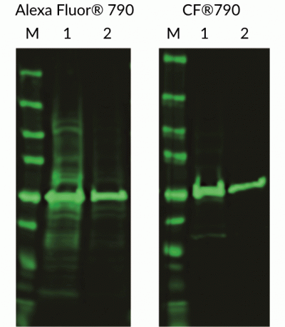 Western Blotting - Biotium