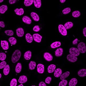 Fluorescent Cell Stains for Organelles & Cellular Structures | Biotium
