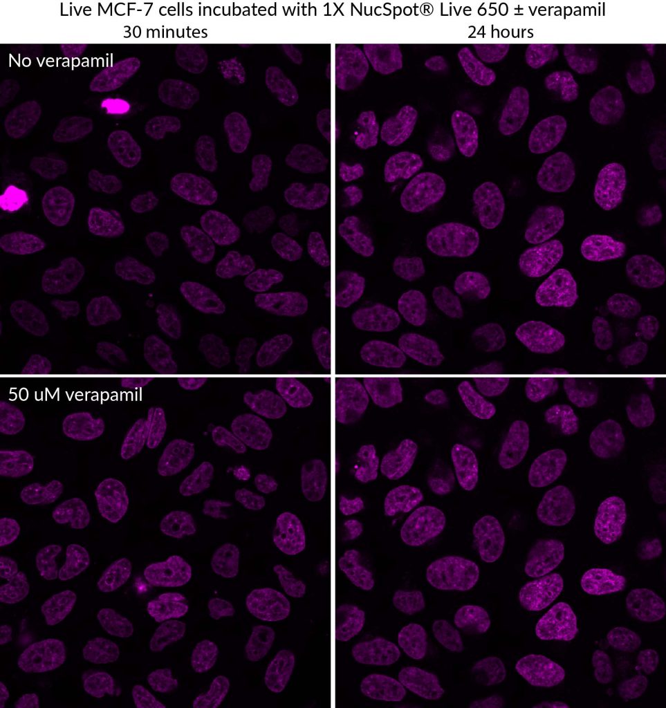 Nuclear Stains - Biotium