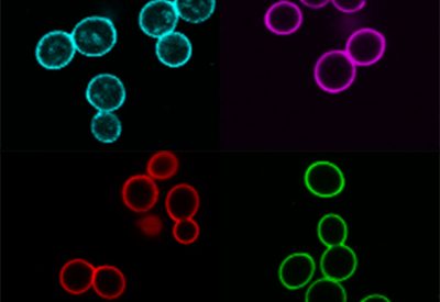 Concanavalin A (Con A) CF Dye Conjugates | Biotium