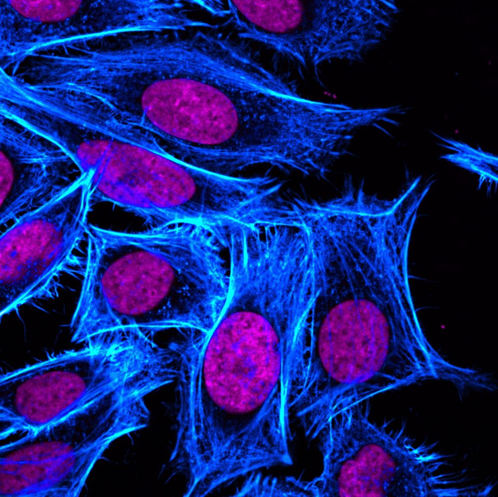 Fluorescent Cell Stains for Organelles & Cellular Structures | Biotium