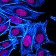 Fluorescent Cell Stains for Organelles & Cellular Structures | Biotium