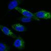 Fluorescent Cell Stains for Organelles & Cellular Structures | Biotium