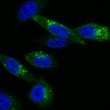 Fluorescent Cell Stains for Organelles & Cellular Structures | Biotium