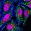Fluorescent Cell Stains for Organelles & Cellular Structures | Biotium