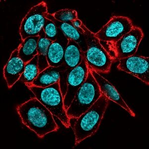 Fluorescent Cell Stains for Organelles & Cellular Structures | Biotium
