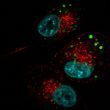 Fluorescent Cell Stains for Organelles & Cellular Structures | Biotium