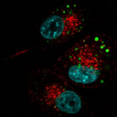 Fluorescent Cell Stains for Organelles & Cellular Structures | Biotium