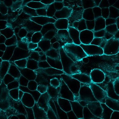 Fluorescent Cell Stains for Organelles & Cellular Structures | Biotium
