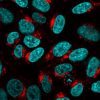 Fluorescent Cell Stains for Organelles & Cellular Structures | Biotium
