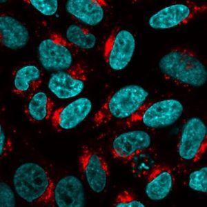 Fluorescent Cell Stains for Organelles & Cellular Structures | Biotium