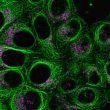 Fluorescent Cell Stains for Organelles & Cellular Structures | Biotium