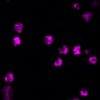 Fluorescent Cell Stains for Organelles & Cellular Structures | Biotium