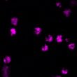 Fluorescent Cell Stains for Organelles & Cellular Structures | Biotium
