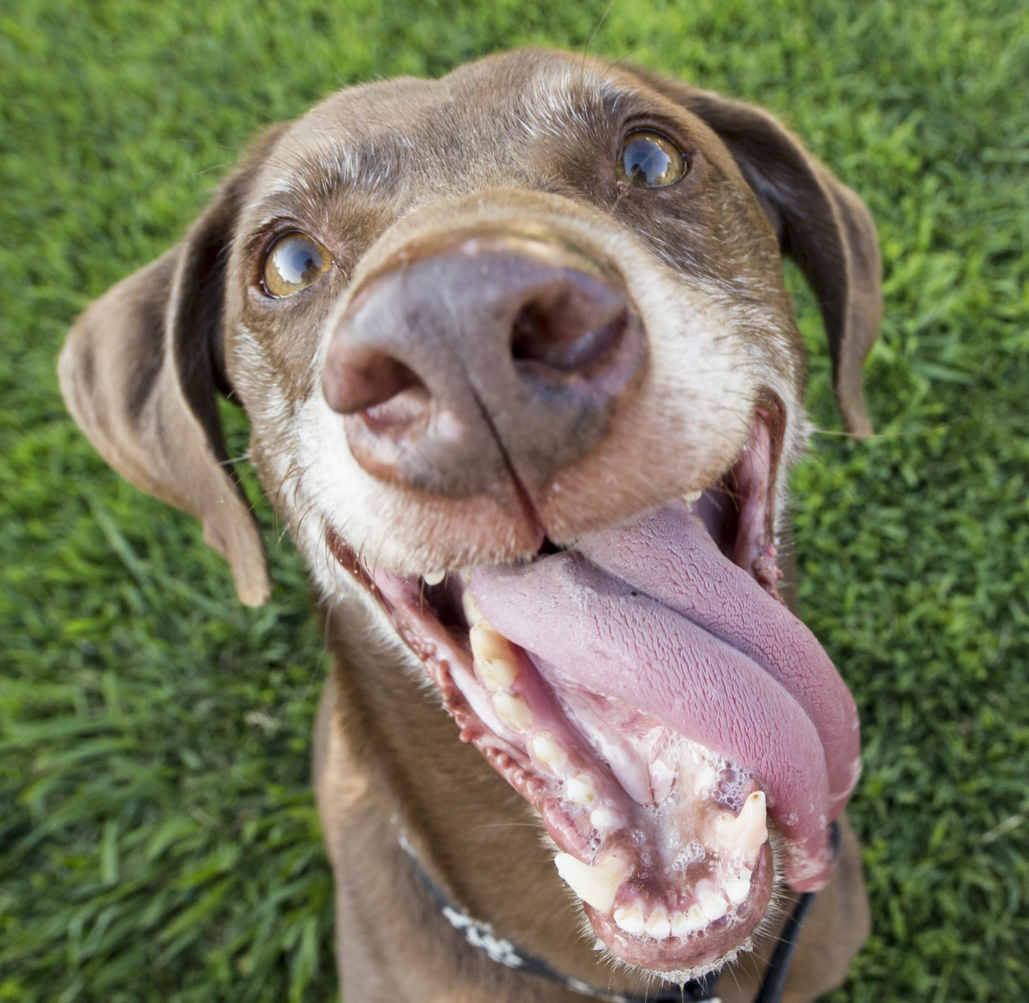 Evaluation of dental plaque and halitosis in dogs by PMA and qPCR - Biotium