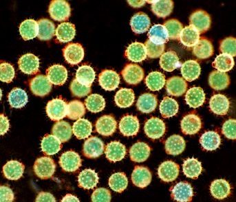 Viability PCR for infectious norovirus in food and water samples - Biotium