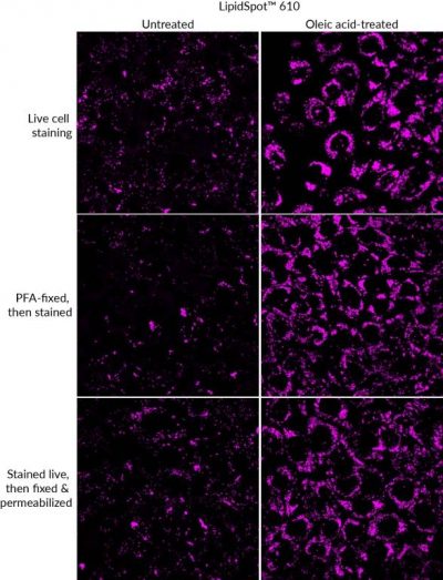 Fluorescent Cell Stains for Organelles & Cellular Structures | Biotium