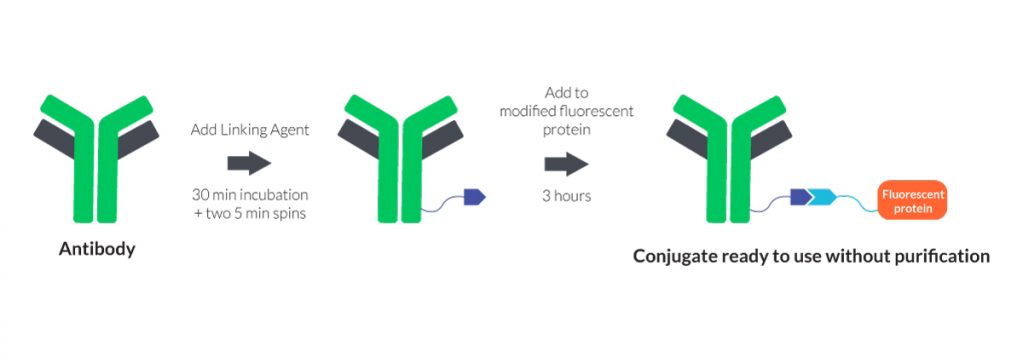Mix N Stain™ Fluorescent Protein And Tandem Dye Antibody Labeling Kits Biotium