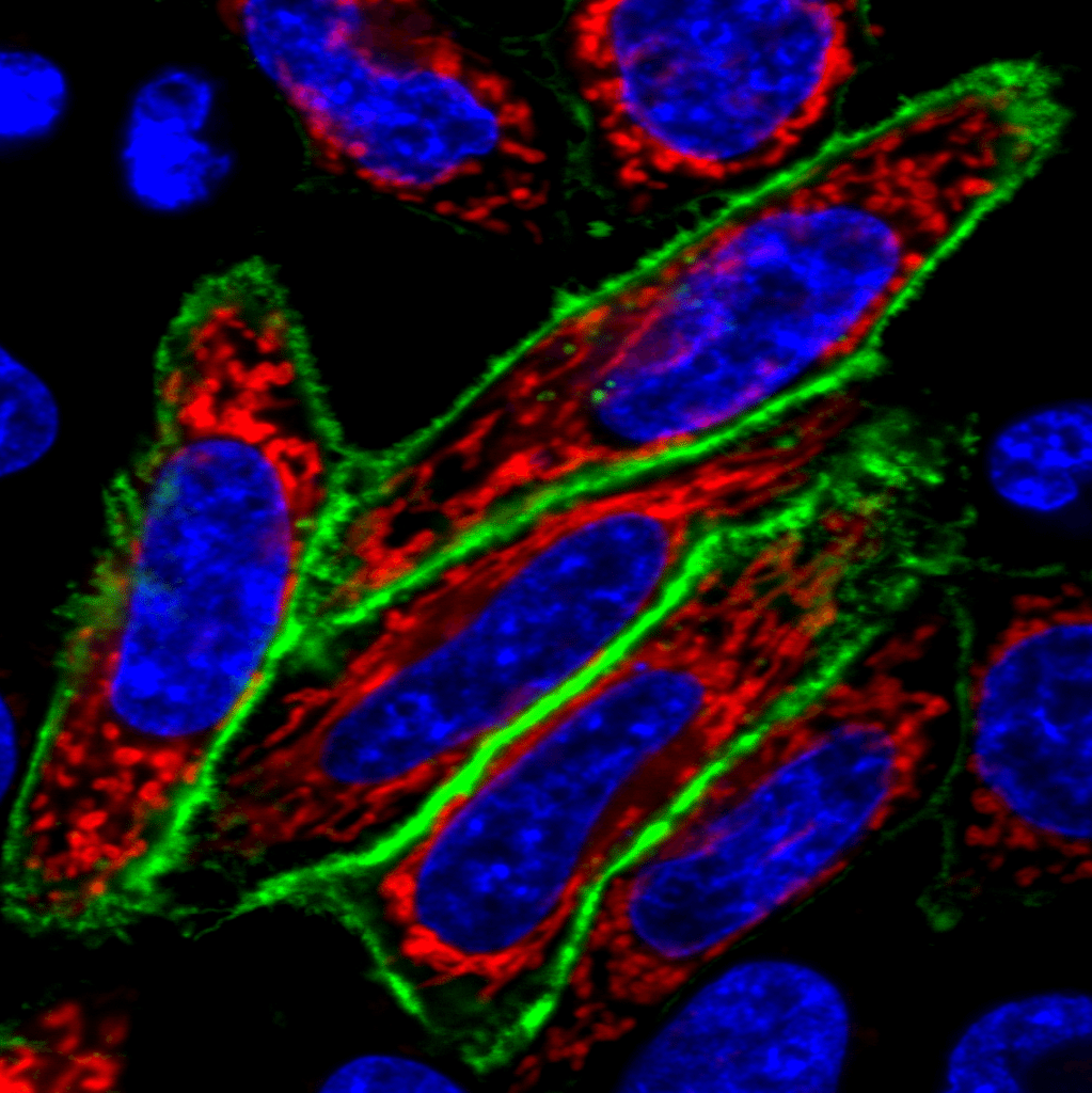 Antibody & Protein Labeling Kits - Biotium