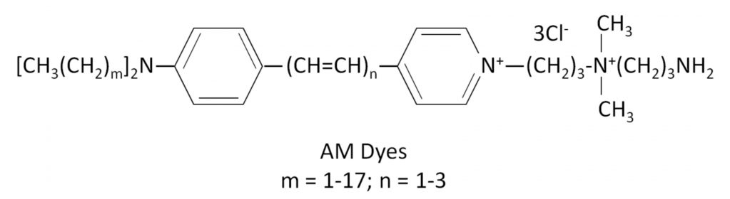 Membrane Potential & Nerve Terminal Dyes - Biotium