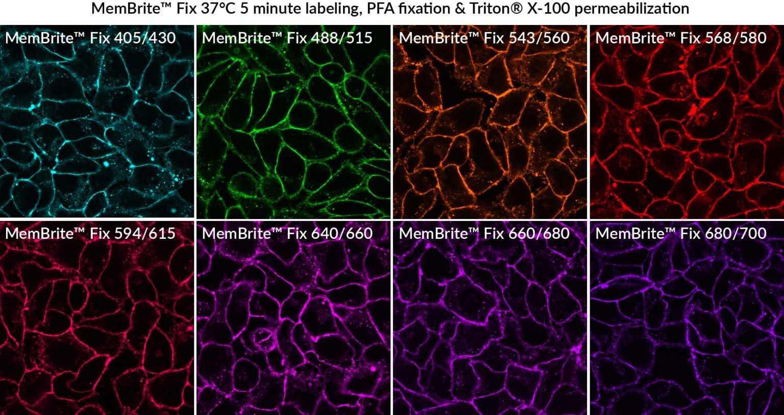 MemBrite® Fix Cell Surface Staining Kits - Biotium