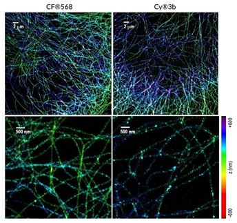 The spectrin-actin-based periodic cytoskeleton serves as a scaffold and ...