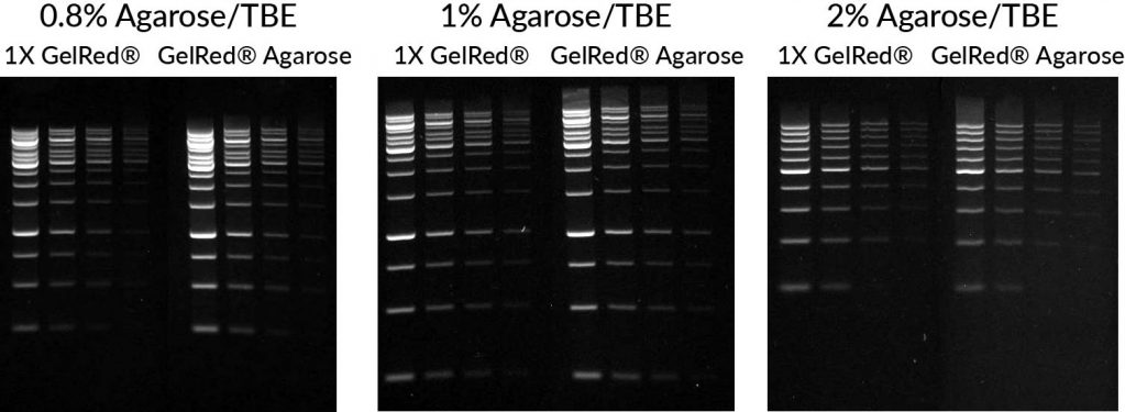 GelRed® Agarose LE - Biotium