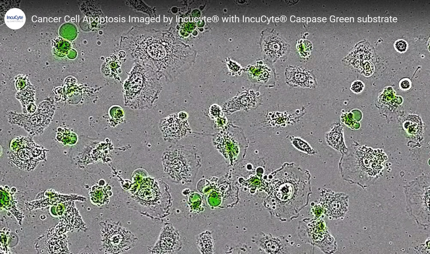 Happy anniversary, NucView®! A decade of real-time apoptosis detection ...