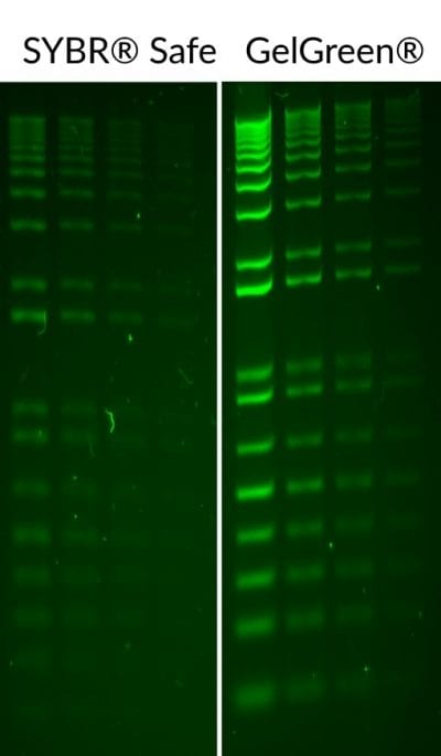 GelGreen® Nucleic Acid Gel Stain - Biotium