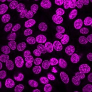 NucSpot® Live Cell Nuclear Stains - Biotium