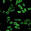 NucSpot® Live Cell Nuclear Stains - Biotium